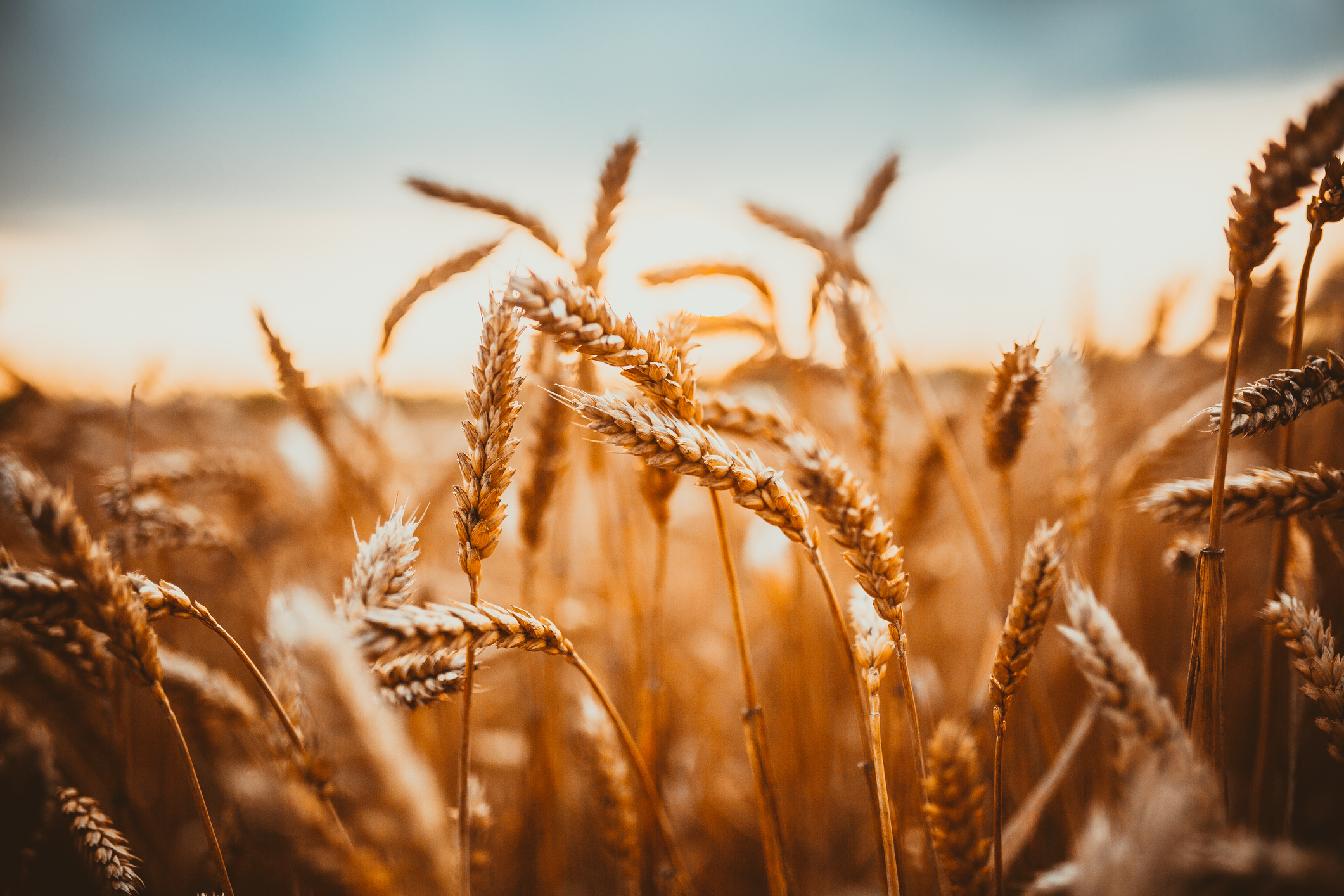 VIDEO: RFD-TV – Lewis Williamson Discusses Issues Facing the Ag Sector ...