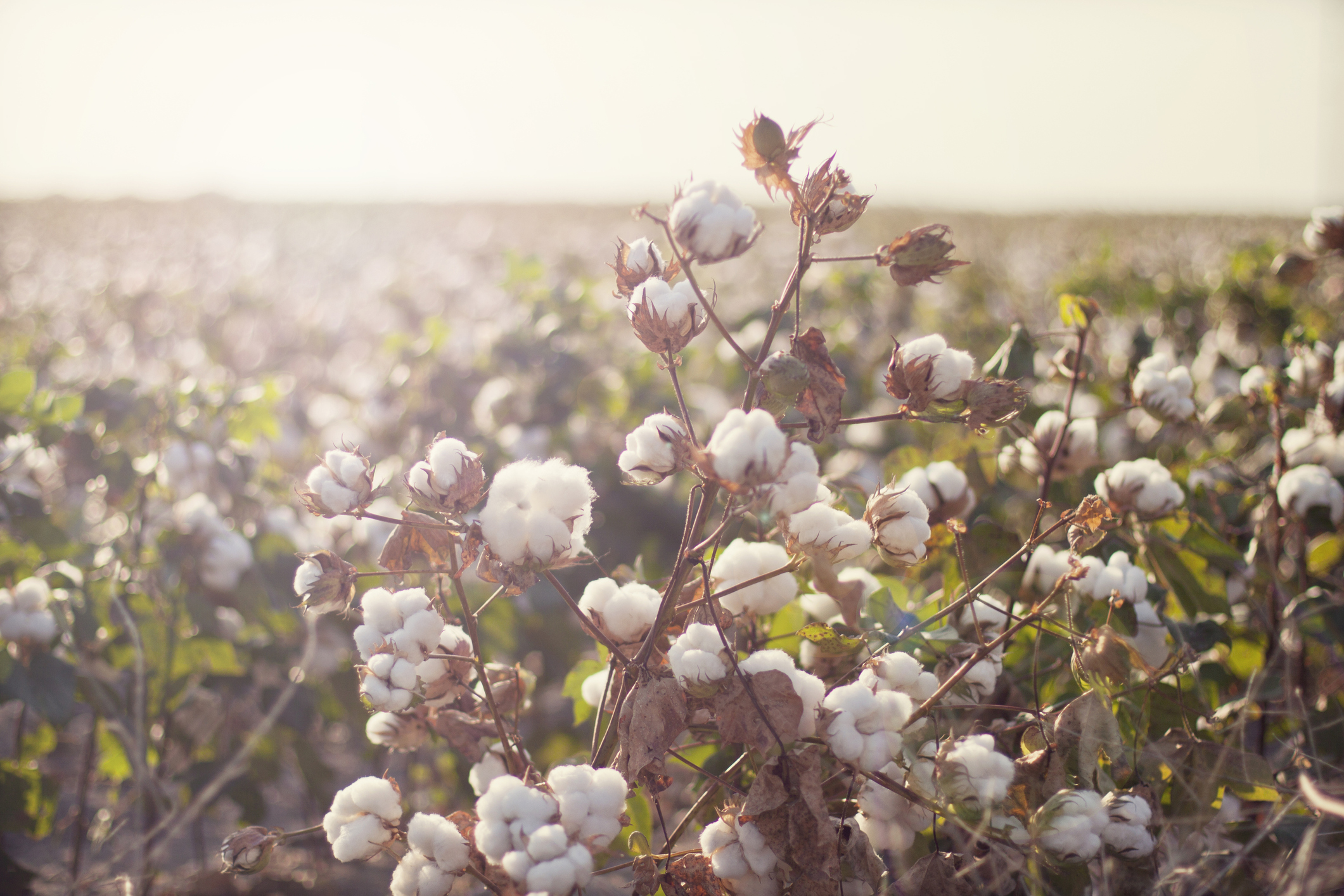 El Nino A Diminishing Risk To Agricultural Commodities